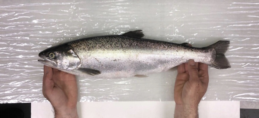 About The Company and Fish | Local Coho
