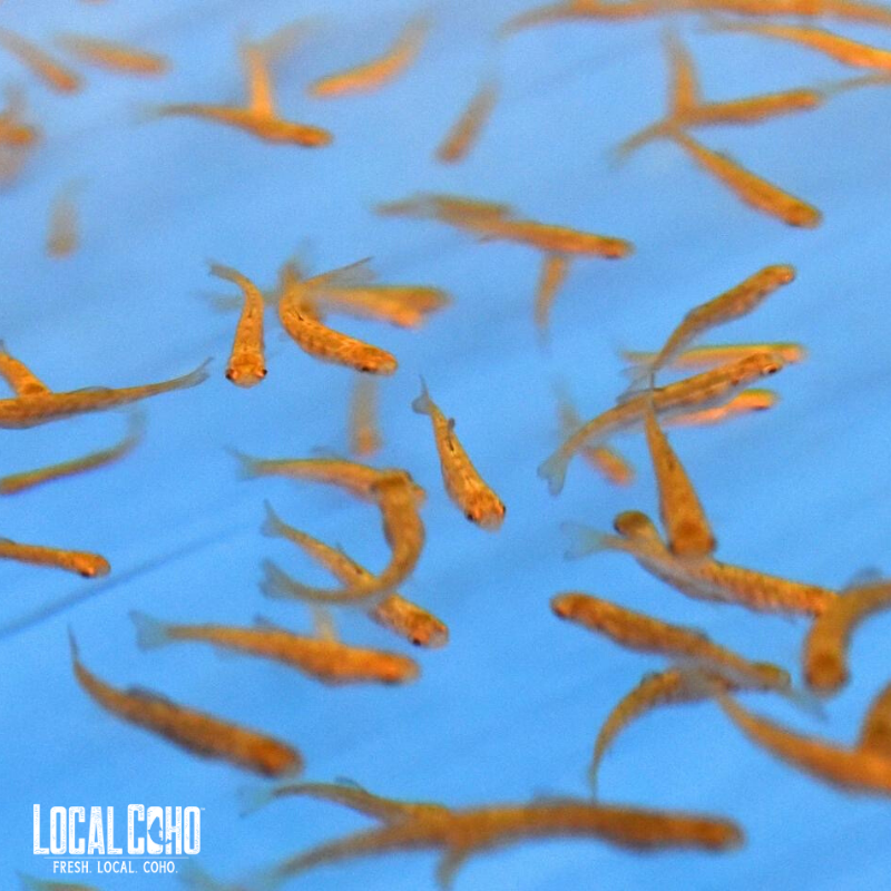 As Seen In | Local Coho