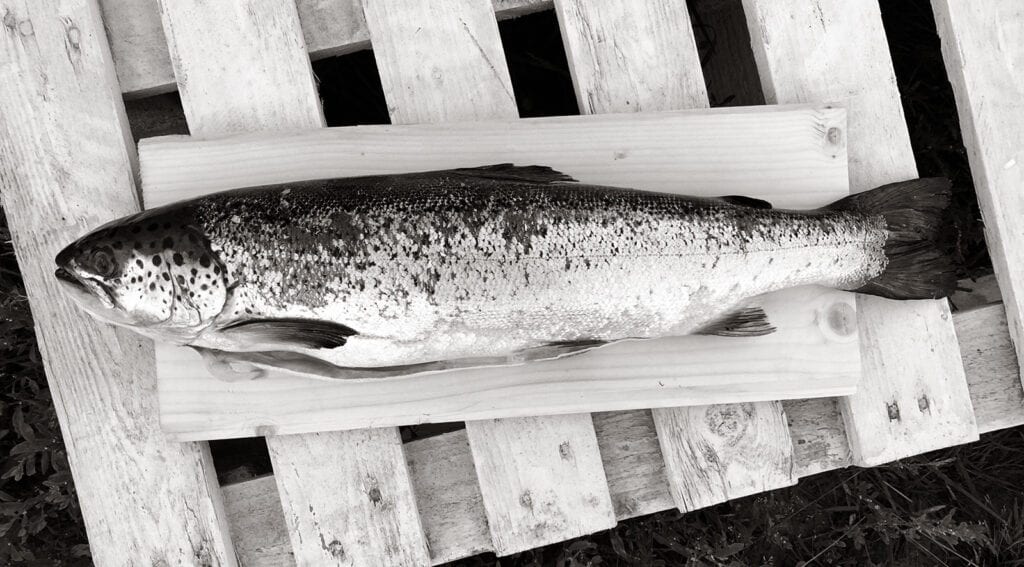 As Seen In | Local Coho