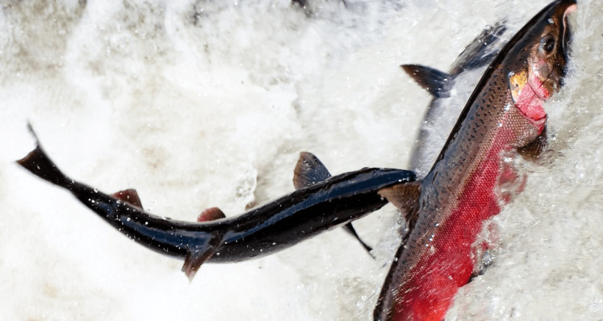 As Seen In | Local Coho